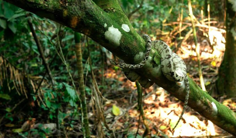 Descubre la maravillosa biodiversidad del Parque Nacional del Manu en ...